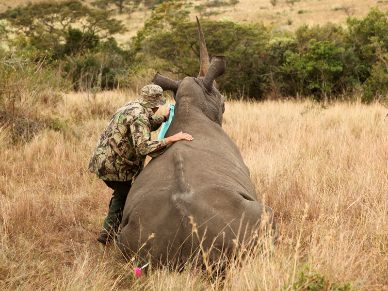 South Africa Pre-Vet Wildlife Volunteer Project | Volunteer Africa